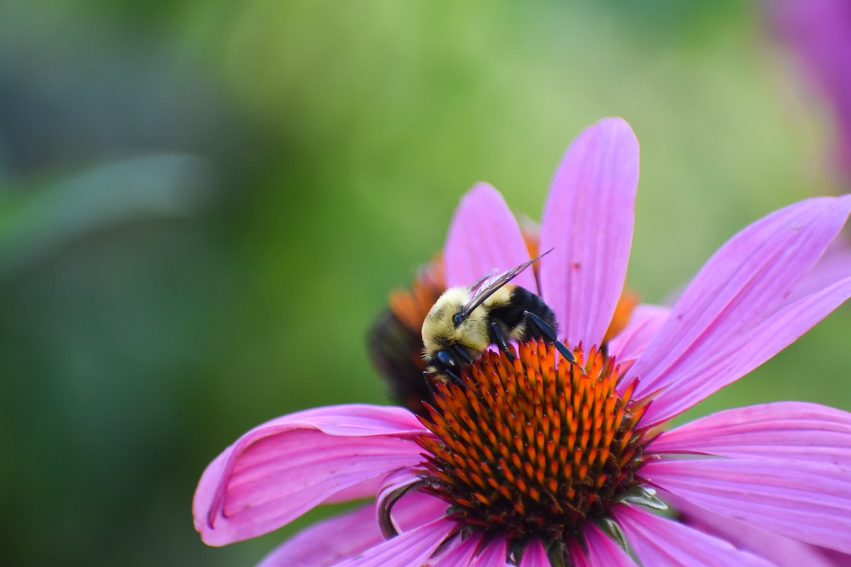 Bee Populations Are Declining, But You Can Help - The NYC Beekeeper