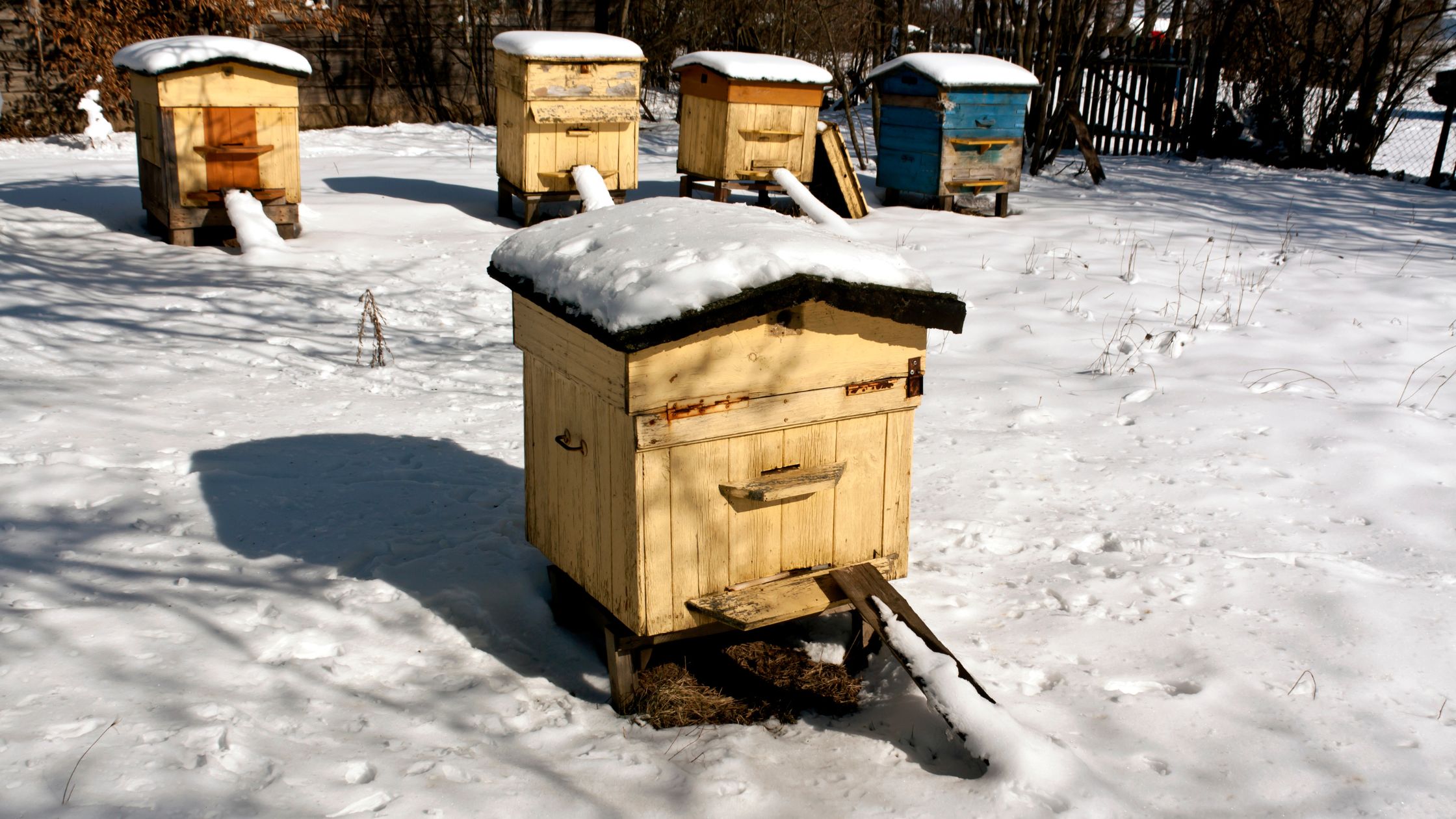 Beekeeper’s Calendar Series: What To Do In January - The NYC Beekeeper