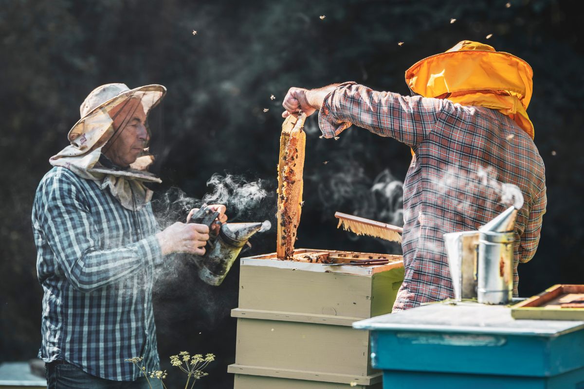 A Beginner’s Guide to Before You Start Beekeeping: What You Need to ...