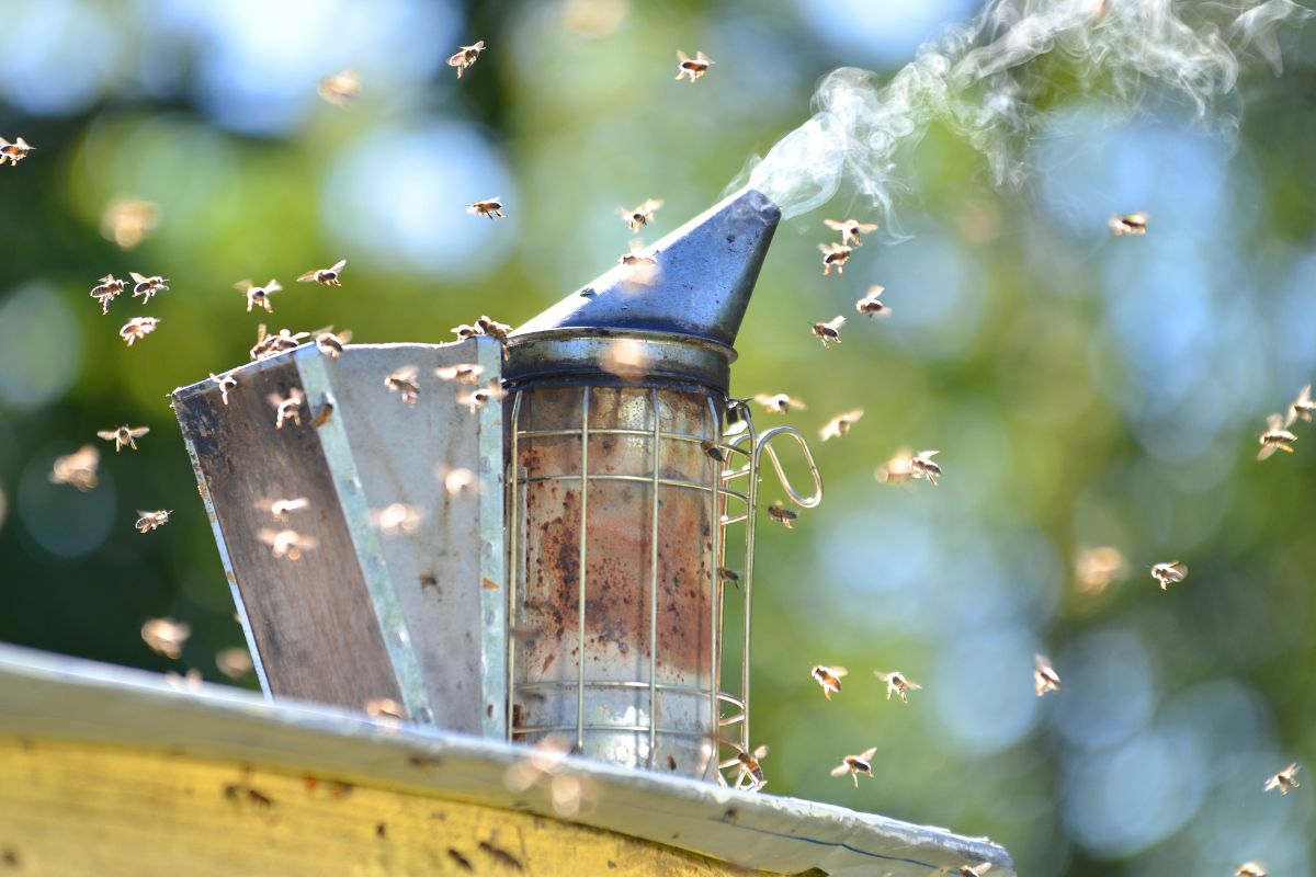 A Beginner S Guide To Before You Start Beekeeping What You Need To