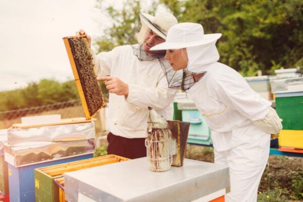 A Beginner’s Guide to Before You Start Beekeeping: What You Need to Know - The NYC Beekeeper