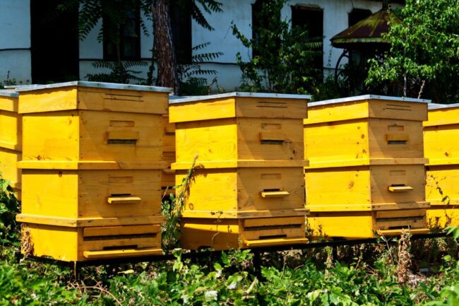How Many Honeybee Hives Should I Start With? - The NYC Beekeeper