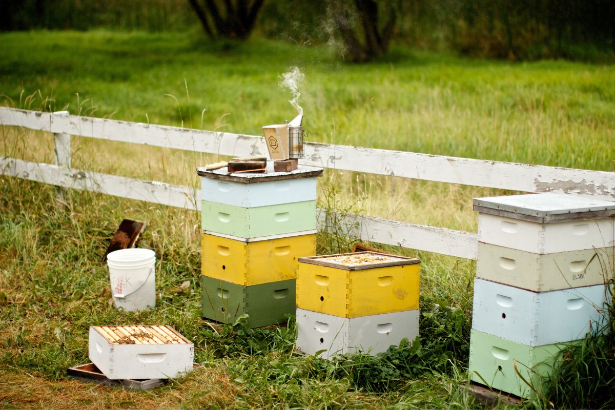 How Many Honeybee Hives Should I Start With? - The NYC Beekeeper