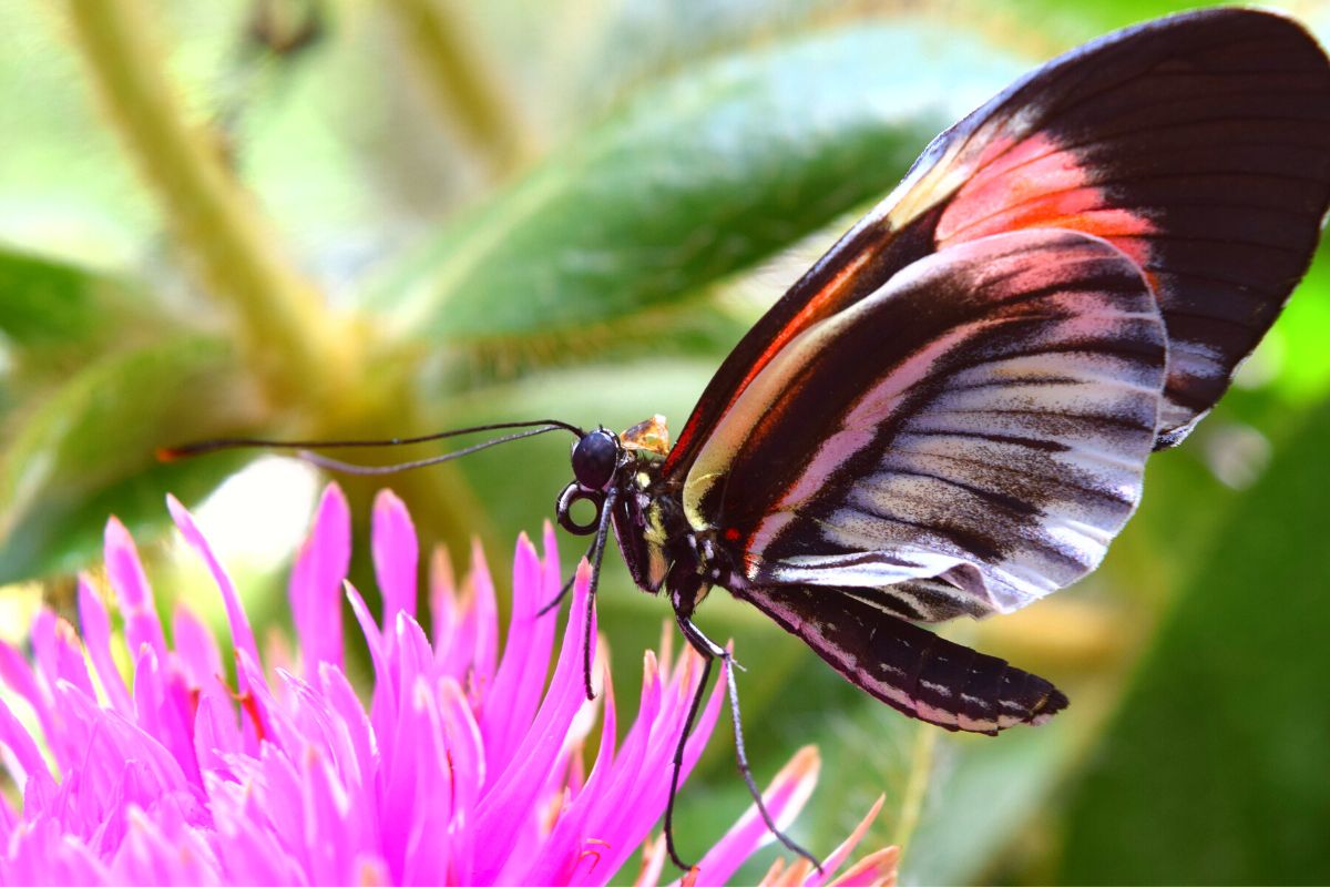 The Importance of Gardening with Pollinators in Mind - The NYC Beekeeper
